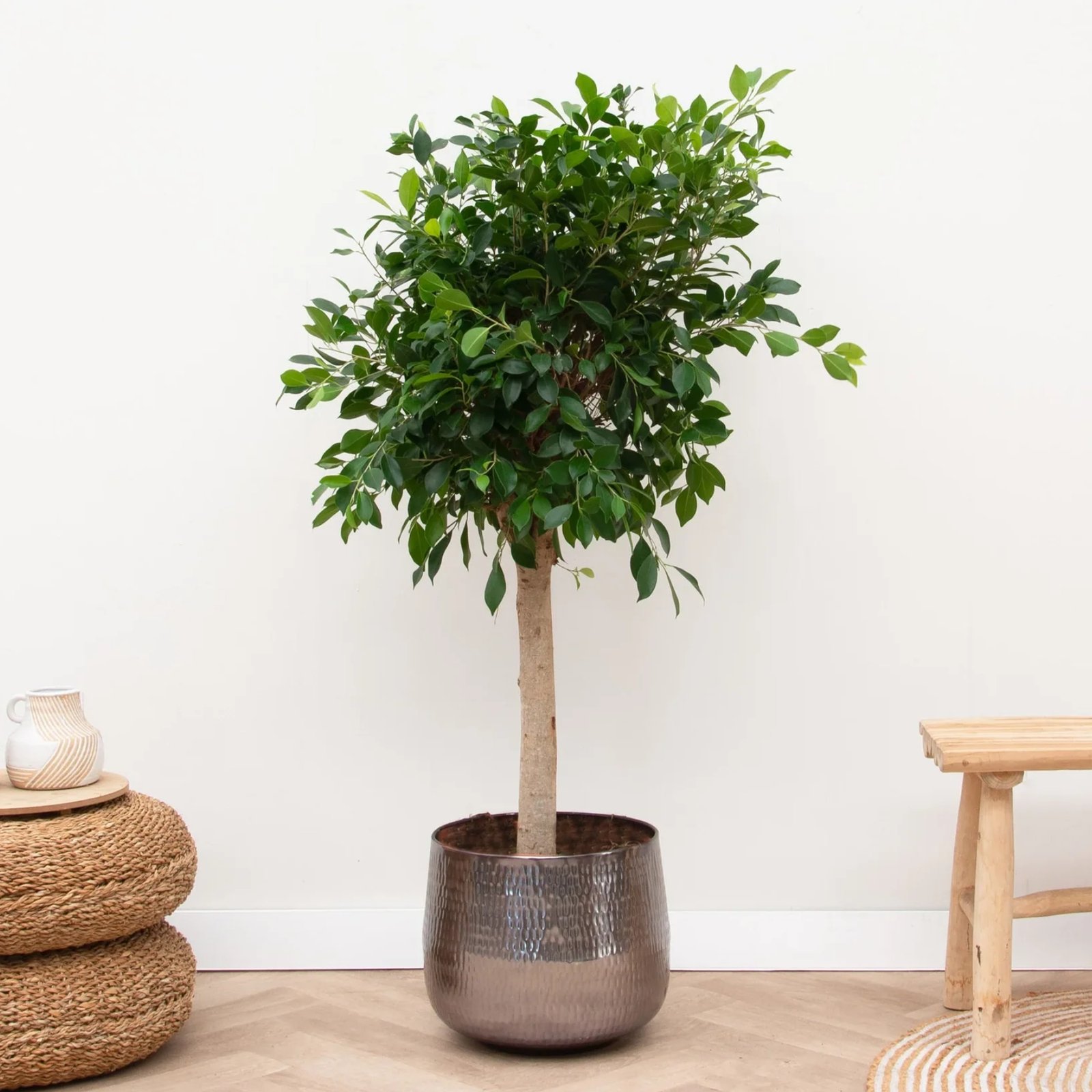 jenna lead sierpot kopen | Plantscount.com - Snel geleverd